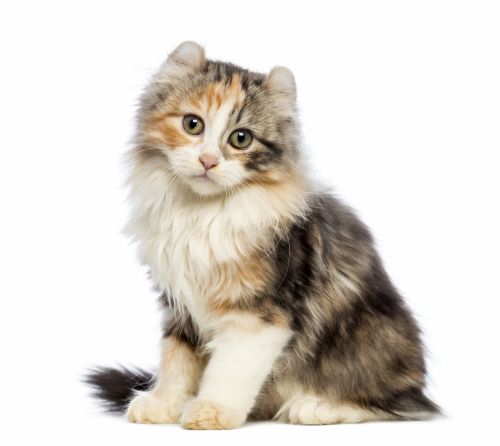 Meet the American Curl, the Cat With Remarkably "Curly" Ears