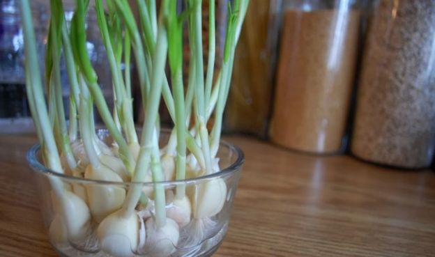 Here Are 10 Fruits And Vegetables You Can Easily Grow At Home